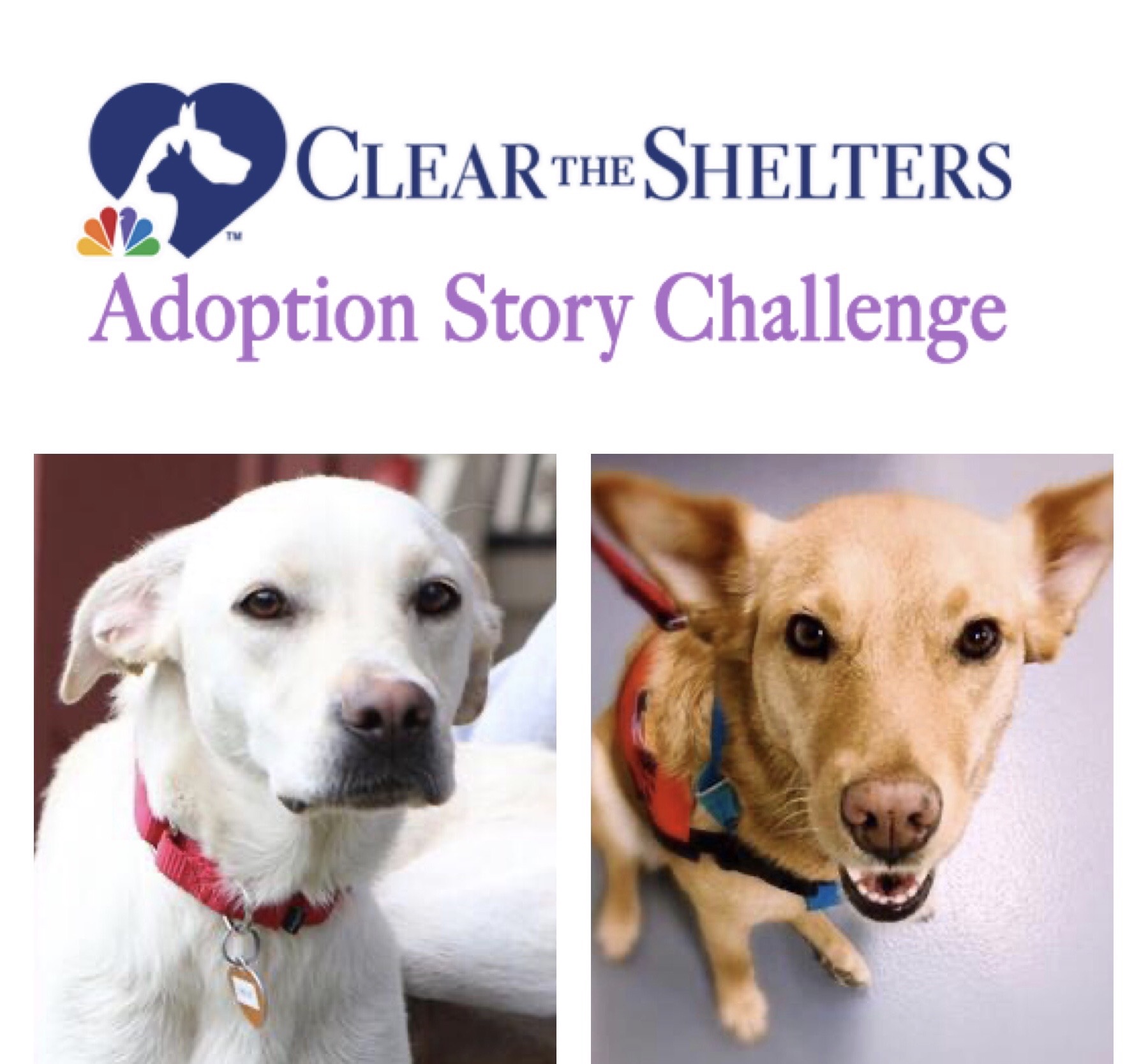 adoption story challenge pic – ROAR Ridgefield Operation Animal Rescue